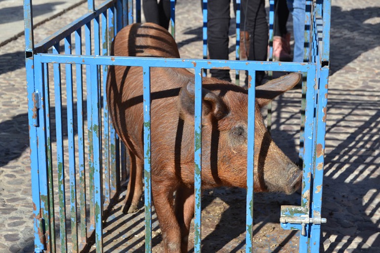 Almagro: “La Guarrilla Independentista” de San Antón fue presentada en ...